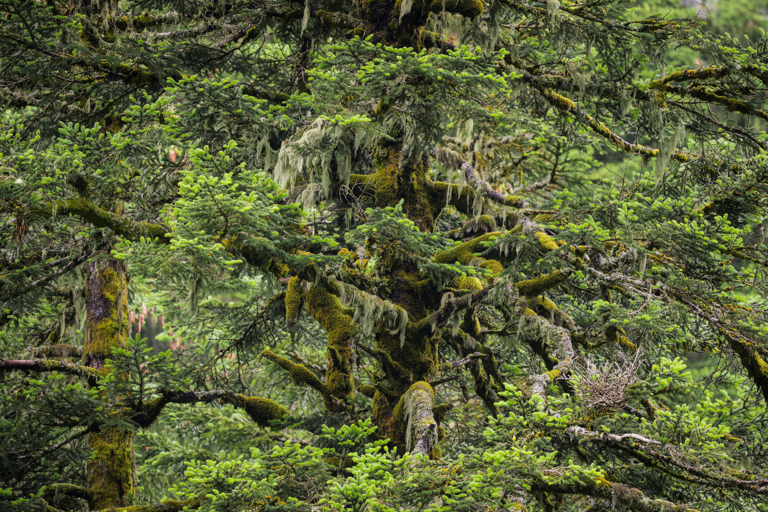 Forêts • Alexandre Deschaumes
